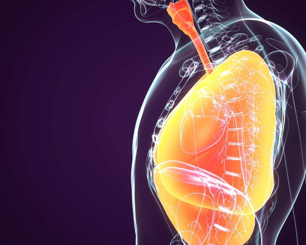 Découvrez les 11 solutions naturelles pour soulager une bronchite